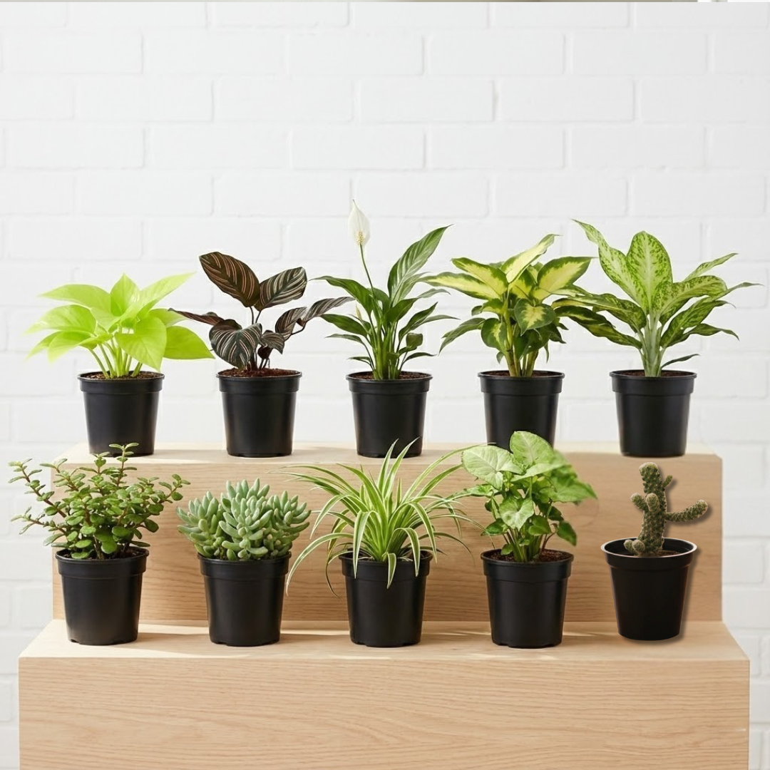 Eco Bloom Plant Starter Pack (Small) – Plantkind.in